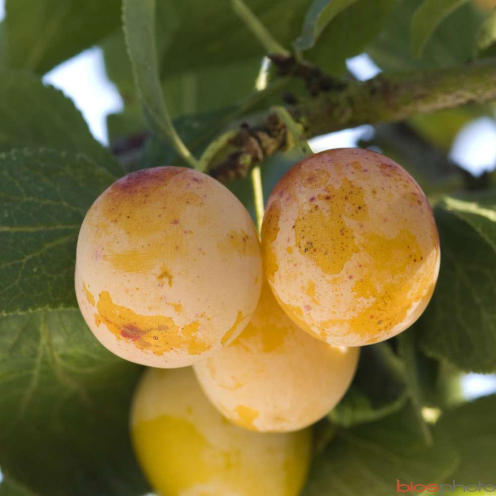 Prunier mirabelle de Nancy, Label Rouge : pot 12L, gobelet 3 ans ...