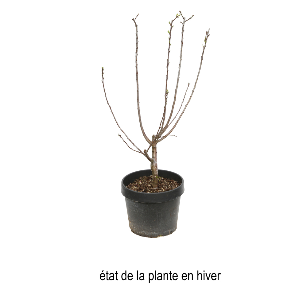 Prunier nain 'Goldust®' : Pot 7,5L | Truffaut