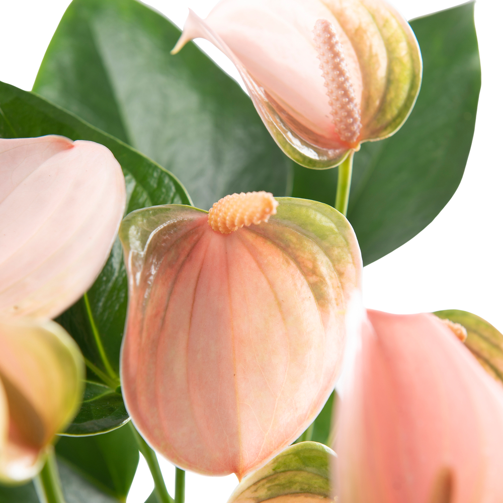 Anthurium Andreanum Peach - pot D12cm | Truffaut