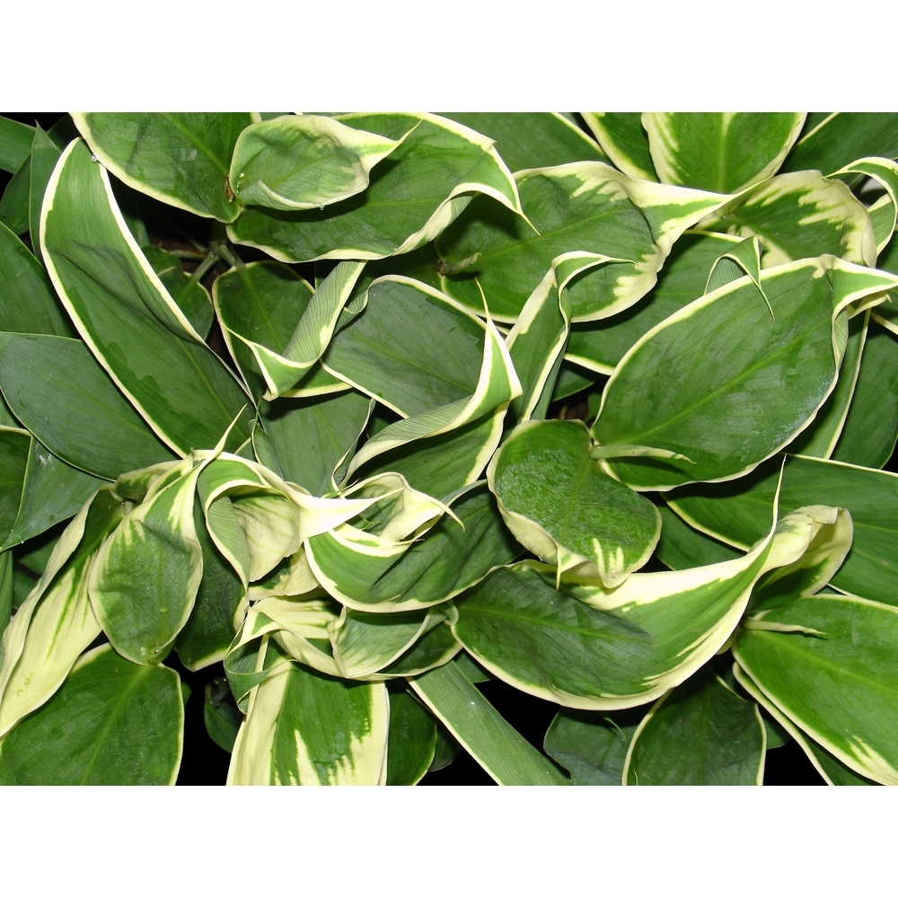 Cordyline Conga: Pot D19 cm | Truffaut