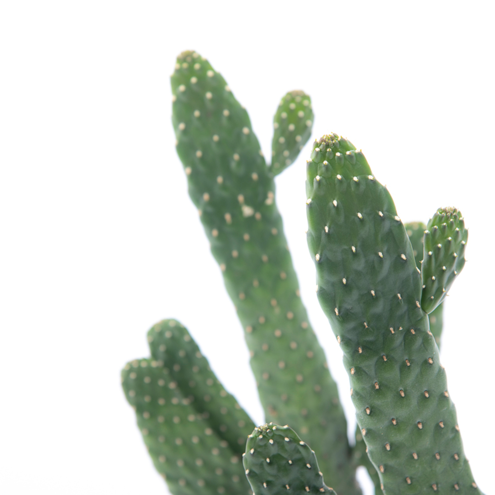 Opuntia Rubescens Consolea - pot D12cm | Truffaut