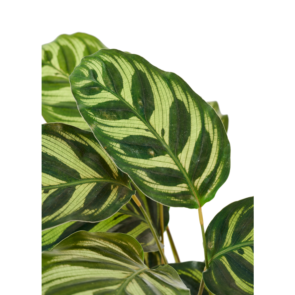 Calathea Makoyana: pot de D. 12 cm - H. 20 cm | Truffaut