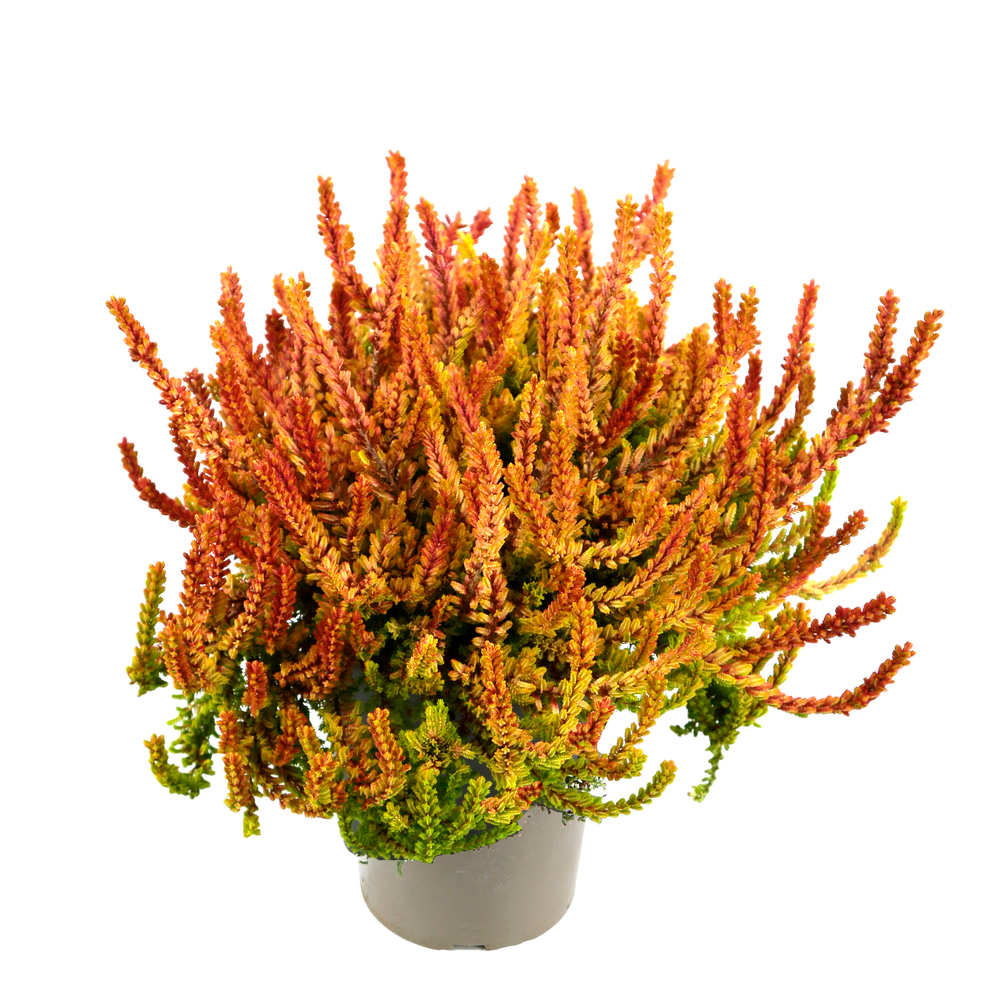Calluna Garden Girls® 'Sunset Fire', 3 variétés - pot D11cm | Truffaut