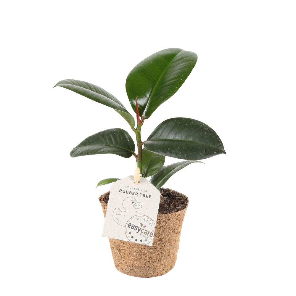 Ficus elastica 'Sofia' - Pot D9cm | Truffaut