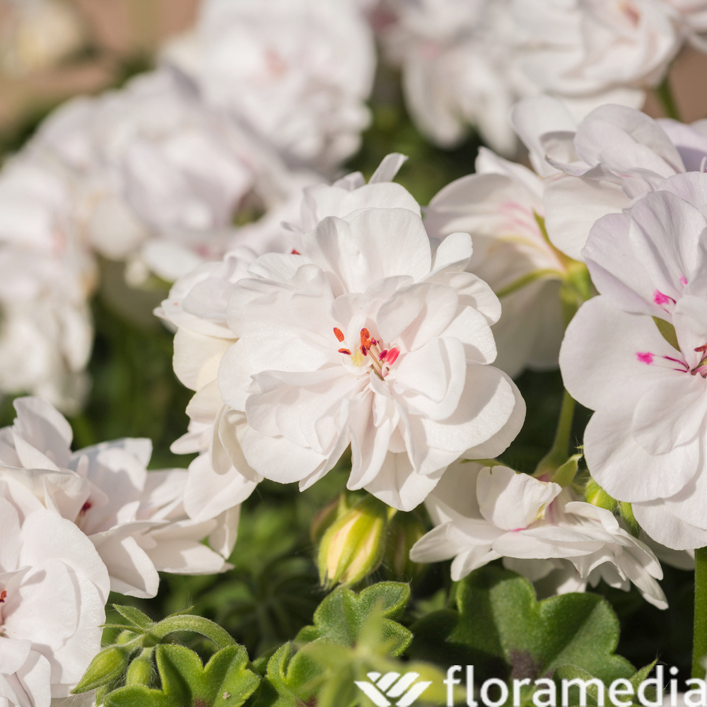 Géranium Toscana® 'Medio White' - Barquette de 6 plants Label Rouge ...