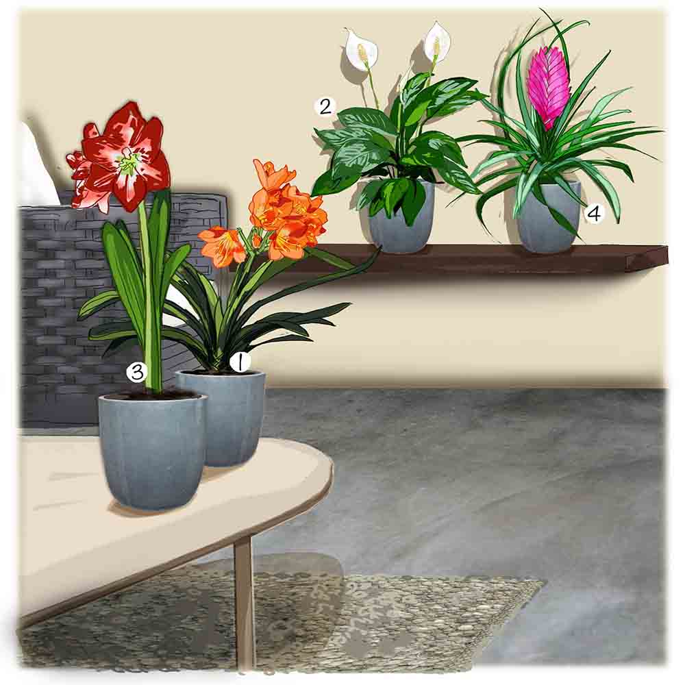 Plantes fleuries - Idées d'aménagement | Truffaut