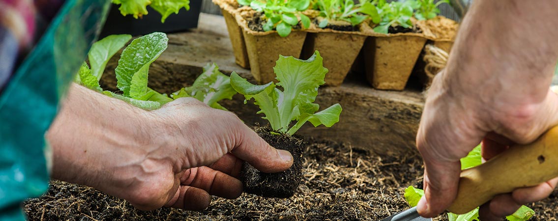 Plantes : fleurs, potager, fruitiers, plantes d'intérieur | Truffaut