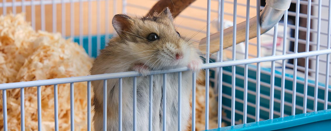 Animalerie en ligne : chien, chat, poissons, poulailler | Truffaut