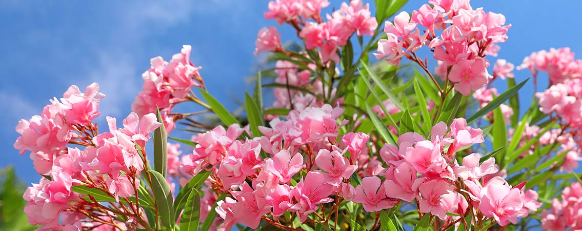 Plantes : fleurs, potager, fruitiers, plantes d'intérieur | Truffaut