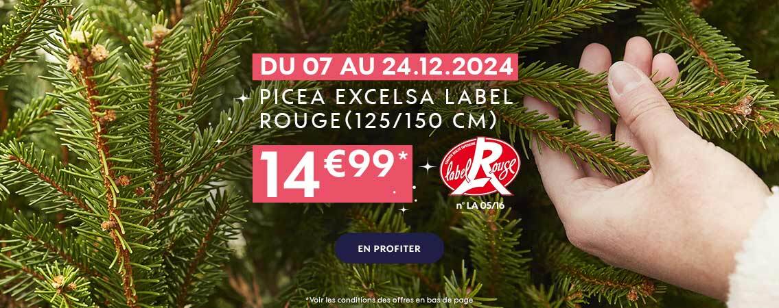 Plantes : fleurs, potager, fruitiers, plantes d'intérieur | Truffaut